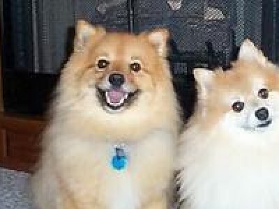 Spike - Male Puppy Names | petMD